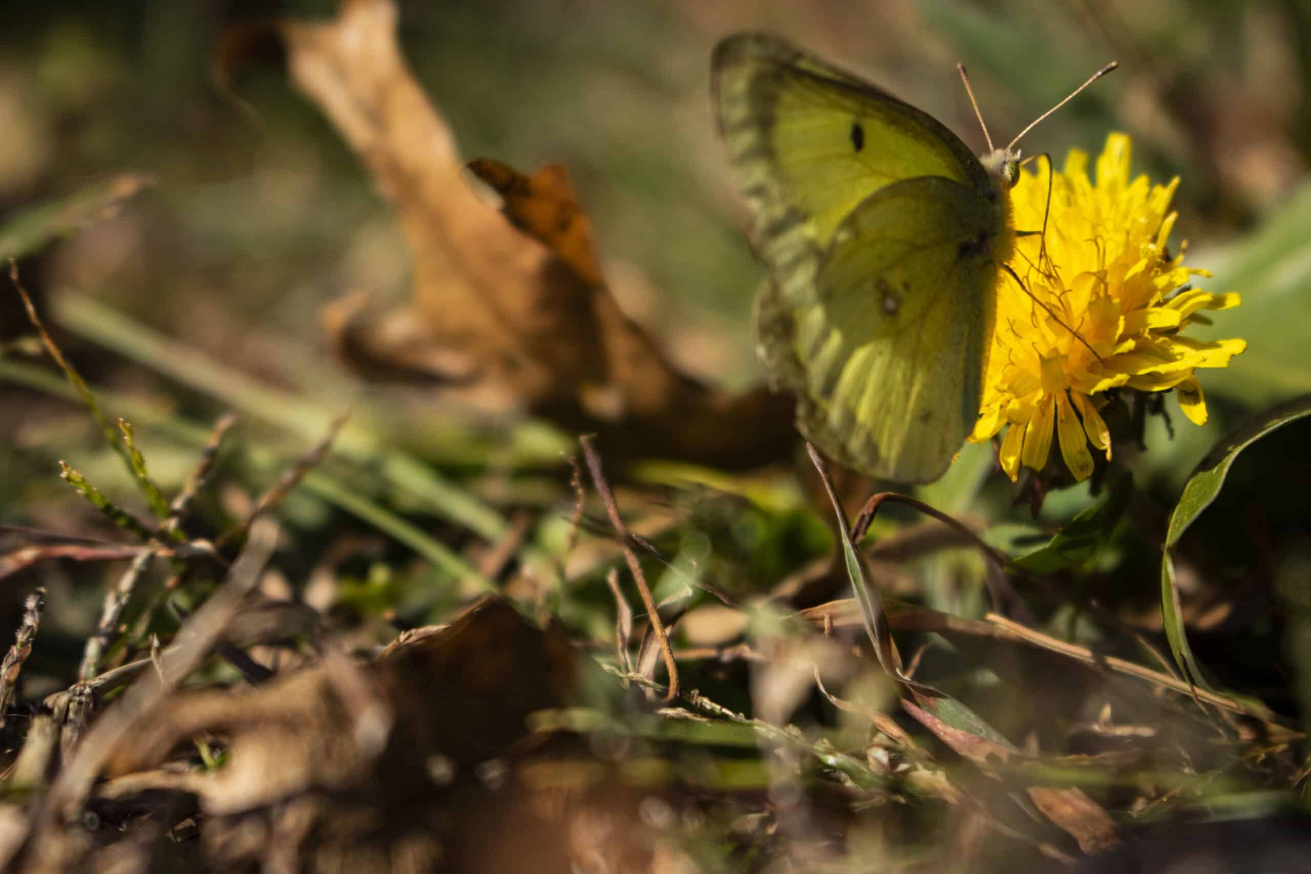 Clouded sulphur 1 – Crescent magazine